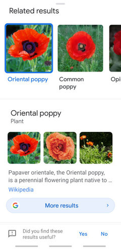 Help with poppy id?