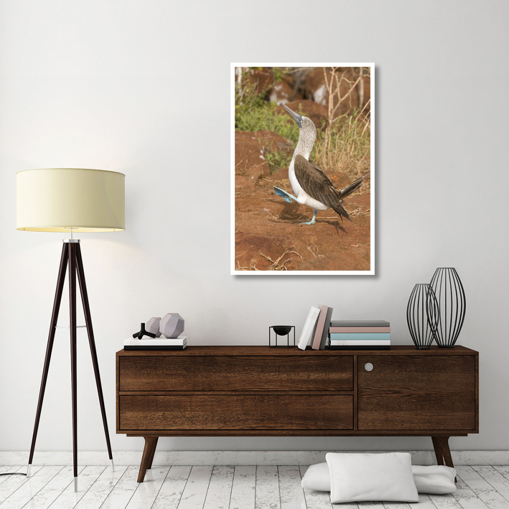 "Blue-footed Booby performing courtship dance" Paper Art, 14"x20", 34 ...