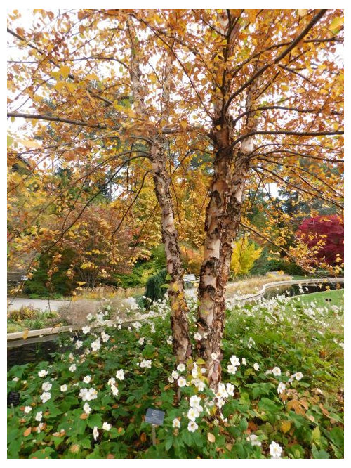 Fall color - RBG rock garden today (Oct. 25 2022)