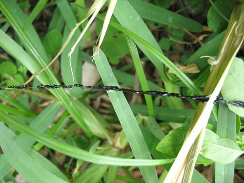 A black string of....eggs?