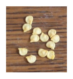 Akabare/Dalle Khorsani Peppers