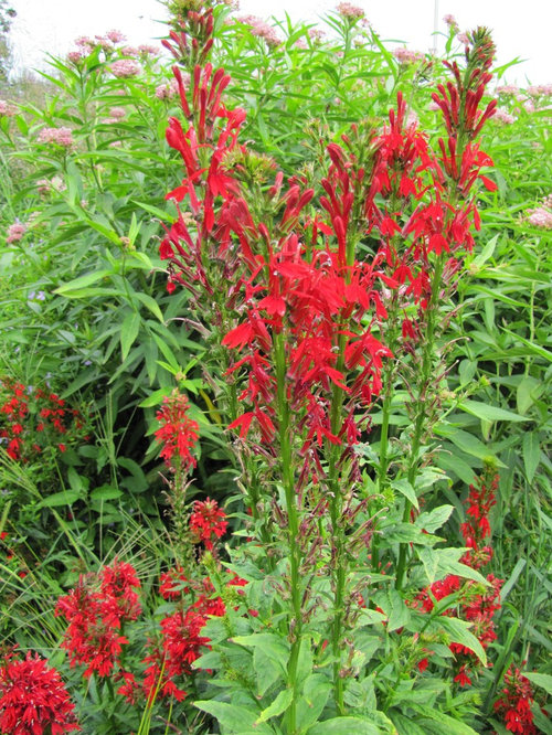 The most beautiful Midwestern red native plant