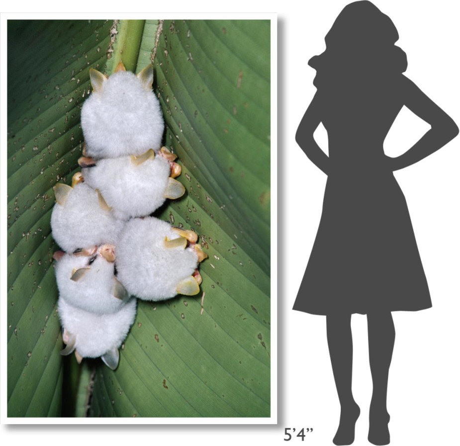 "Honduran White Bats roosting under Heliconia leaf" Paper Art, 14"x20 ...