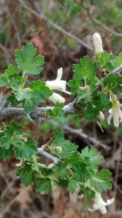 Tixia Gooseberry | Houzz Forum