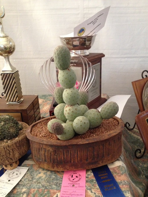 Succulent/Cacti Winners @ Gates