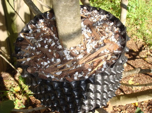 Air-Layering with Air-Pots