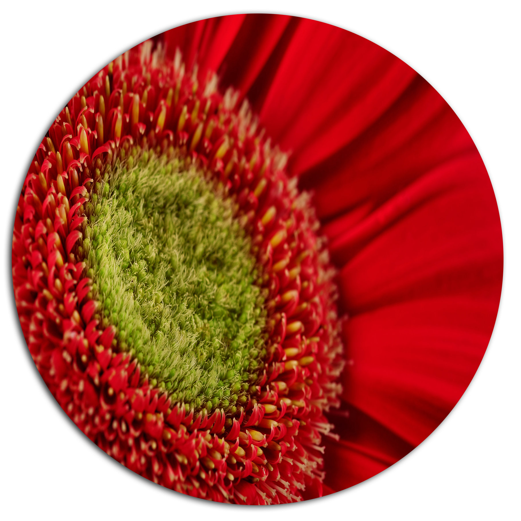 Red Daisy Gerbera Flower Close-Up, Flowers Disc Metal Artwork, Disc of ...