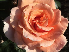 2019 USA New Rose Introductions | Houzz Forum