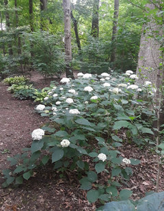 Raised brick tree ring