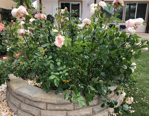 Propping up rose canes?