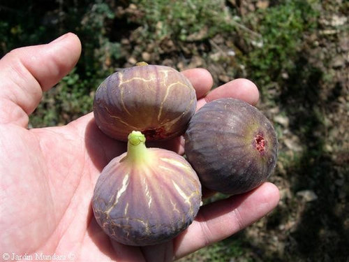 Mundani Botanical Garden