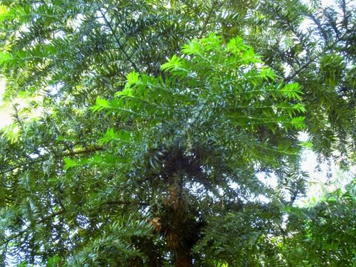 Araucaria hunsteinii- Klinki-Pine