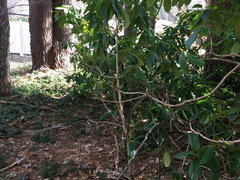 Neighbors gross fence, my weird landscaping aesthetic