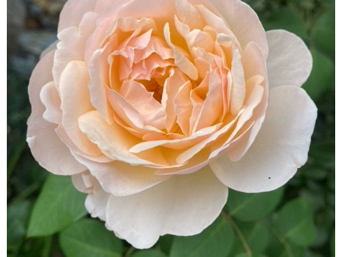 Need help identifying a rose!