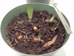 How to Propagate Clivia from Seed