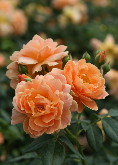 9 Roses That Landscape Designers Love