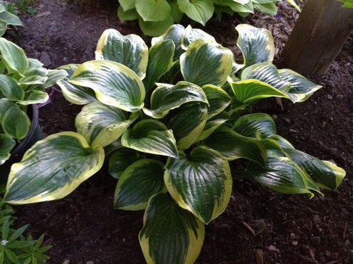 Shiny-leaved Hosta | Houzz Forum