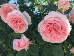 Pearly gates rose