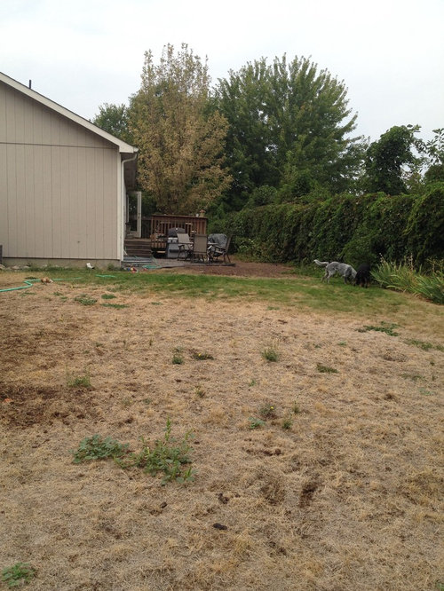 Help! What to do with this backyard disaster!