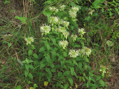Monarda luteola (Yellow-flower Beebalm) | Houzz Forum