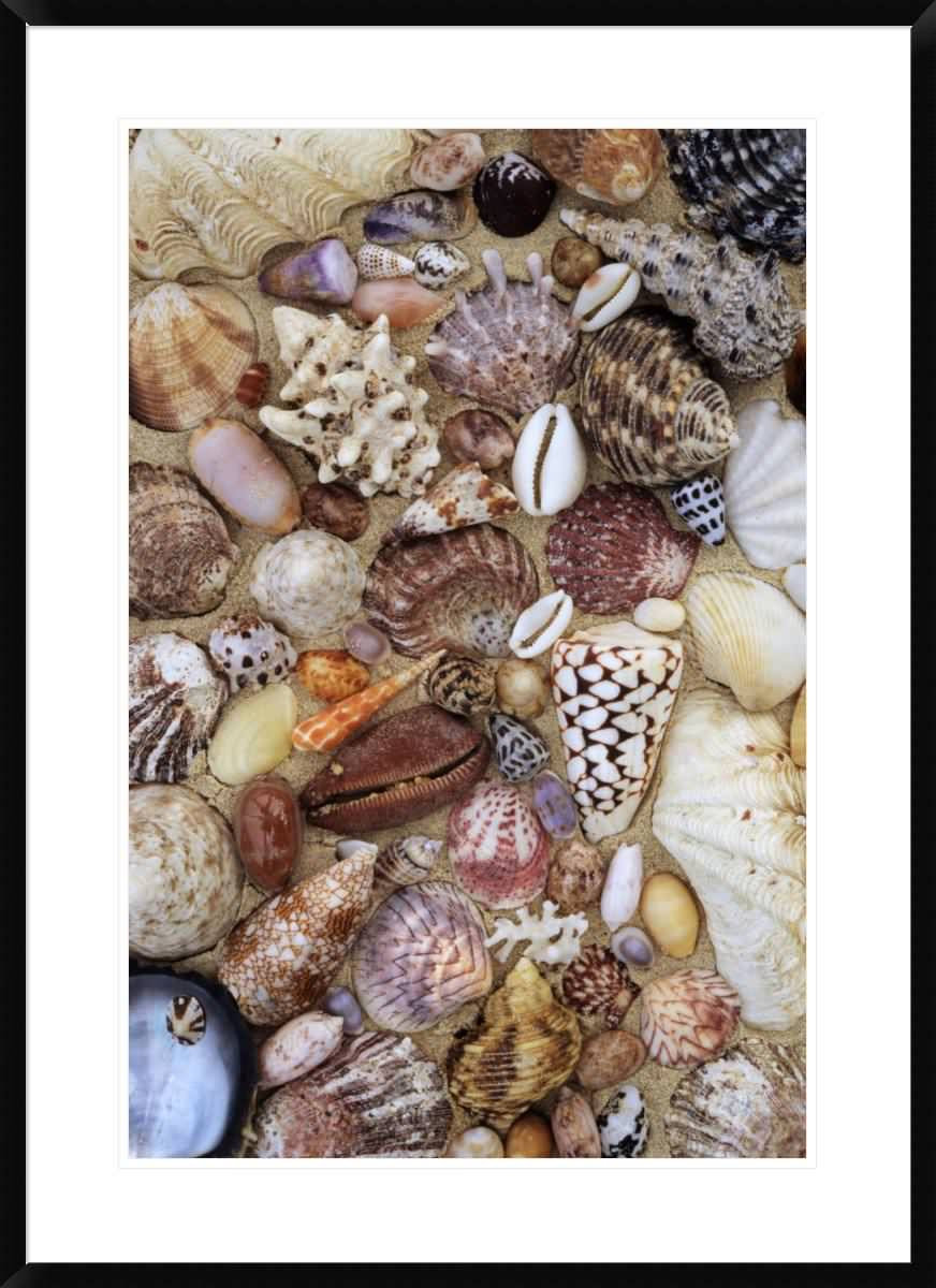 "Various conch, cowry, clam and other marine shells" by Rinie Van Meurs ...