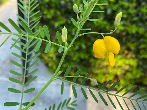 Wild Legume Growing In Flowerbeds?