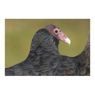 "Turkey Vulture, Howell Nature Center, Michigan" Print by Steve Gettle ...