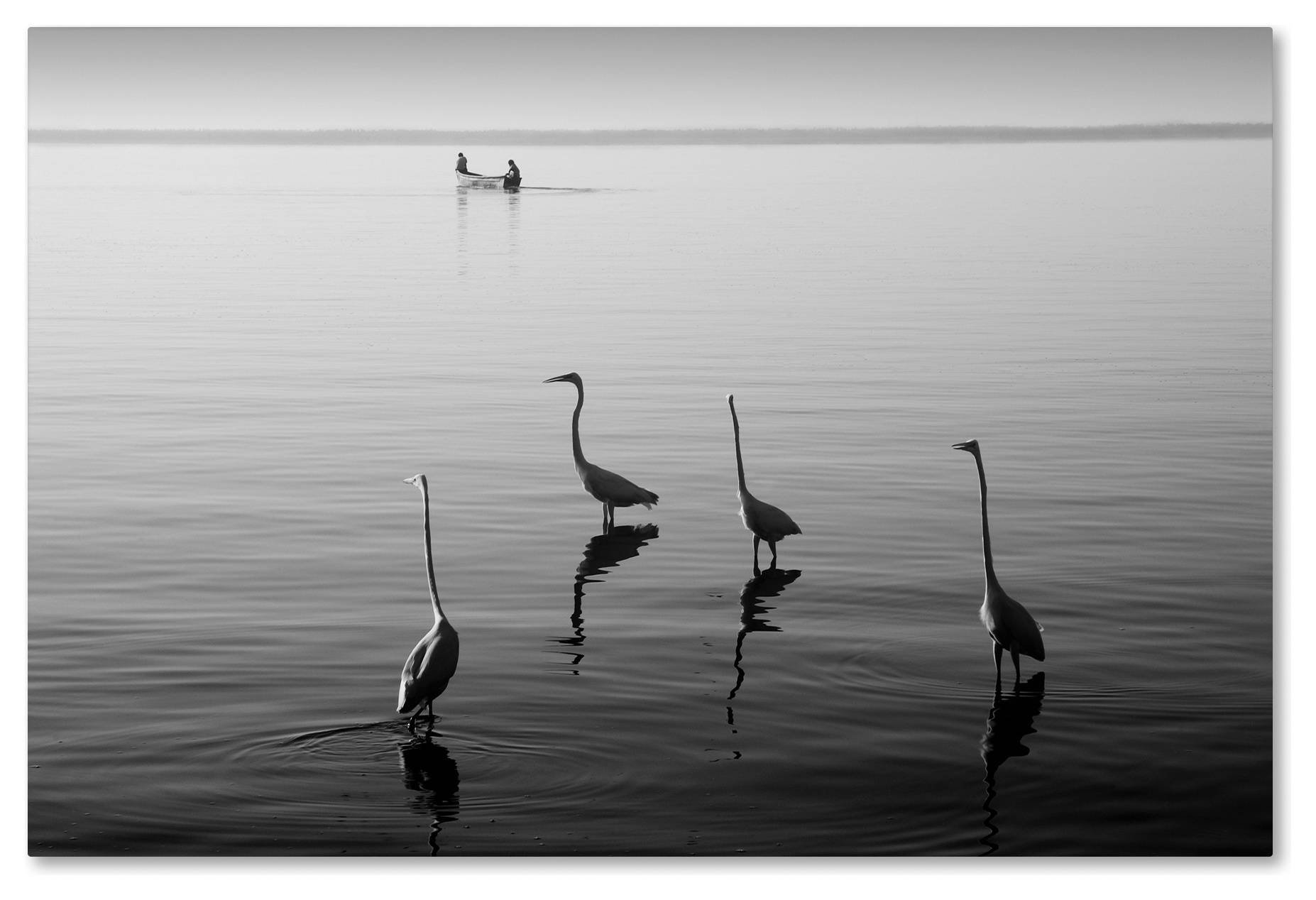 "4 Herons and Boat" Canvas Art by Moises Levy, 30"x47" - Traditional - Prints And Posters - by ...