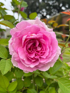 New Kordes rose here! "Raspberry Cupcake" aka KORcarmsis