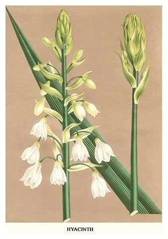 Hyacinth, 20" x 30" - Traditional - Prints And Posters - by Buyenlarge ...