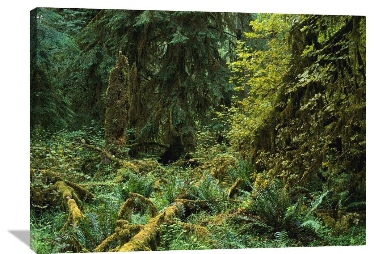 "The Hoh Rain Forest, Olympic National Park, Washington" Artwork, 40" x ...