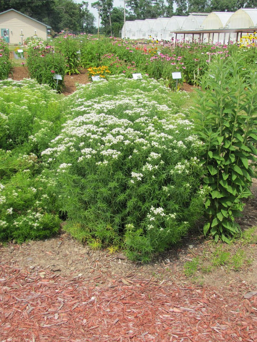 Midwestern native mint