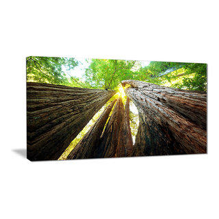 "Sequoia Tree" Photography Canvas Art Print, 32"x16" - Contemporary ...