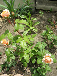 First Couple Blooms of Versigny Rose