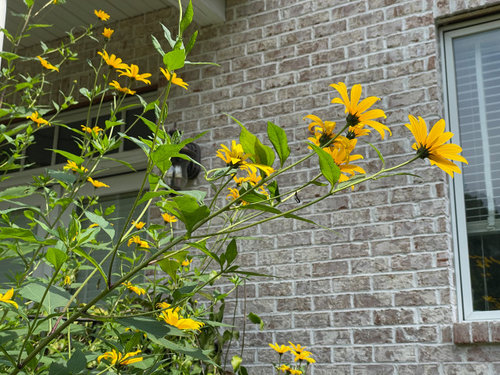 Tithonia rotundifolia Mexican Sunflower mutated; Will it be invasive?