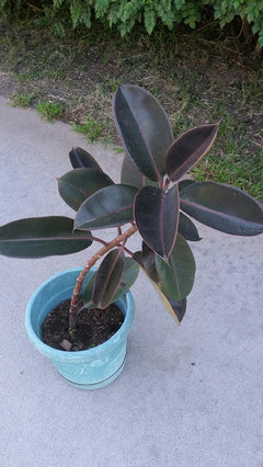 Trimming/Propagating Rubber Tree