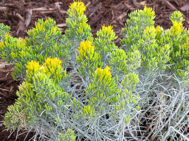 Plant Rubber Rabbitbrush for Its Brilliant Blaze of Gold in Fall