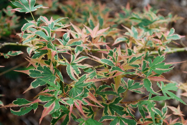 11 Japanese Maples for Breathtaking Color and Form