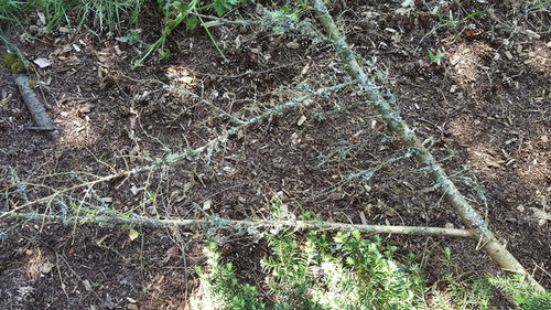 HELP: Is my hemlock dying?