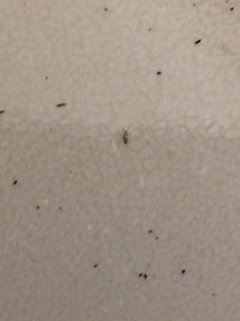 Tiny TINY brown/Gray bugs in potted soil