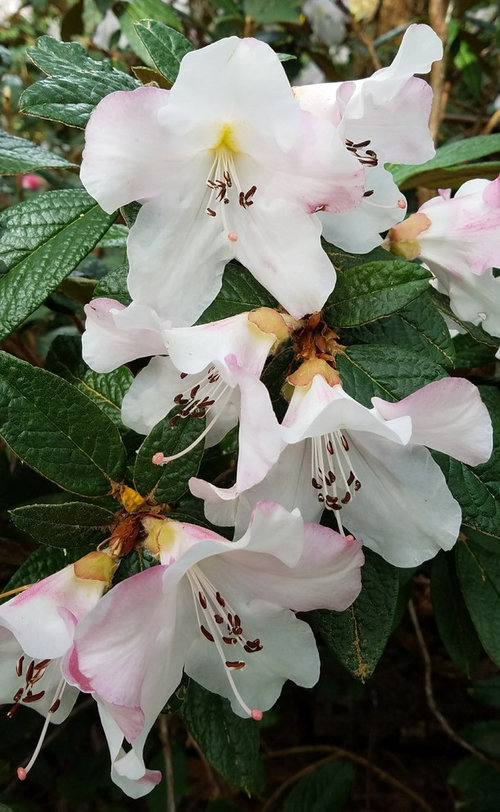 Powerfully Fragrant Rhododendron in Massive Botanical Display Garden!