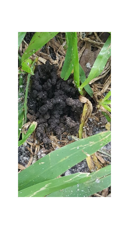What are these little mud piles in my grass?