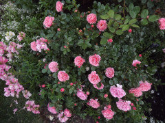 Best Cascading Roses | Houzz Forum
