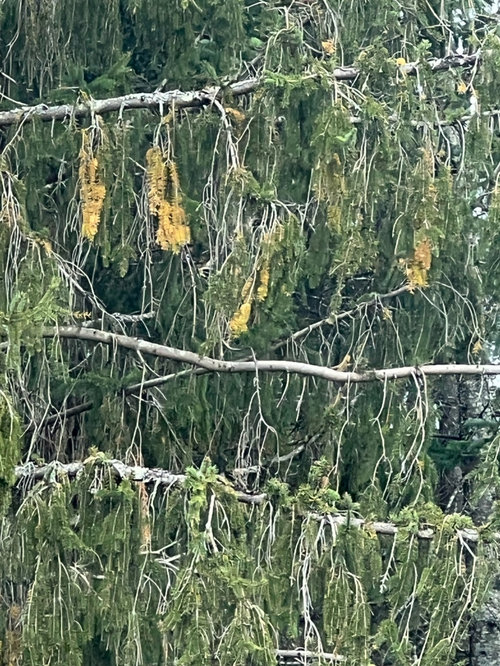 Yellowing of Norway Spruce