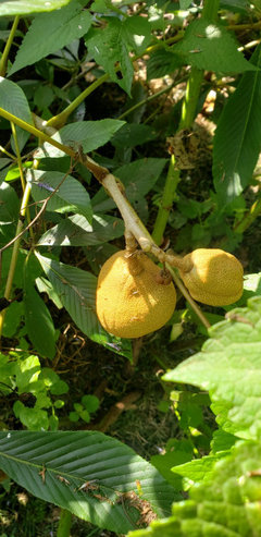 Dwarf Red Buckeye Tree Nuts or Seeds