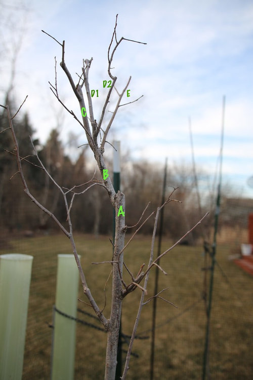 Is it possible to establish a leader on this tree?