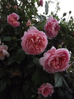 Any recommendations for a prolific pink climbing rose? | Houzz Forum