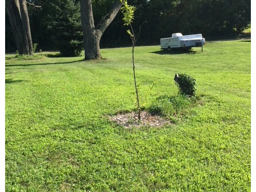 Plum and apple trees sprouting from base