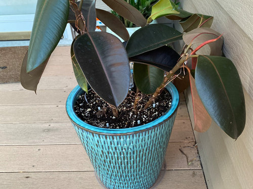 Rubber tree dying quickly HELP!
