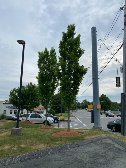 Help to identify these upright trees?